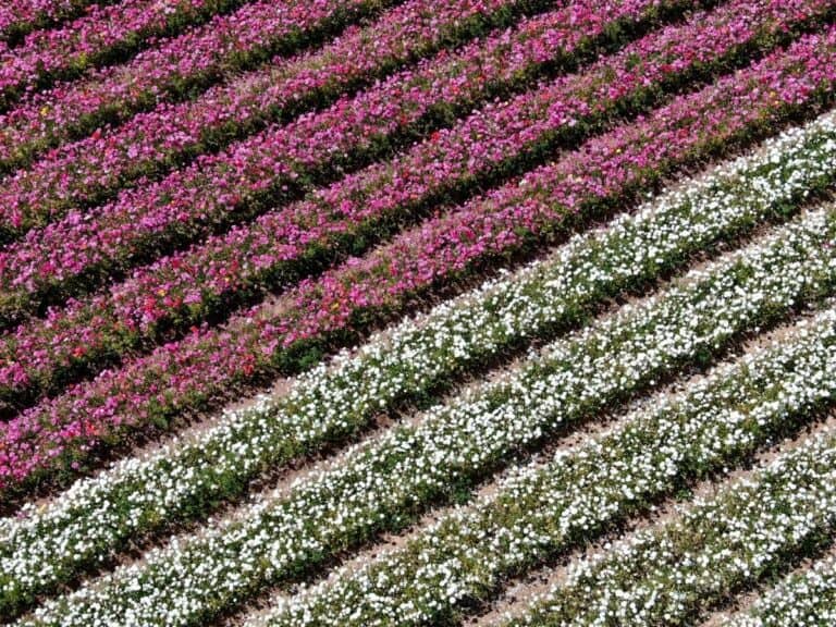 Carlsbad Flower Fields (Beautiful Scenes) - 2025
