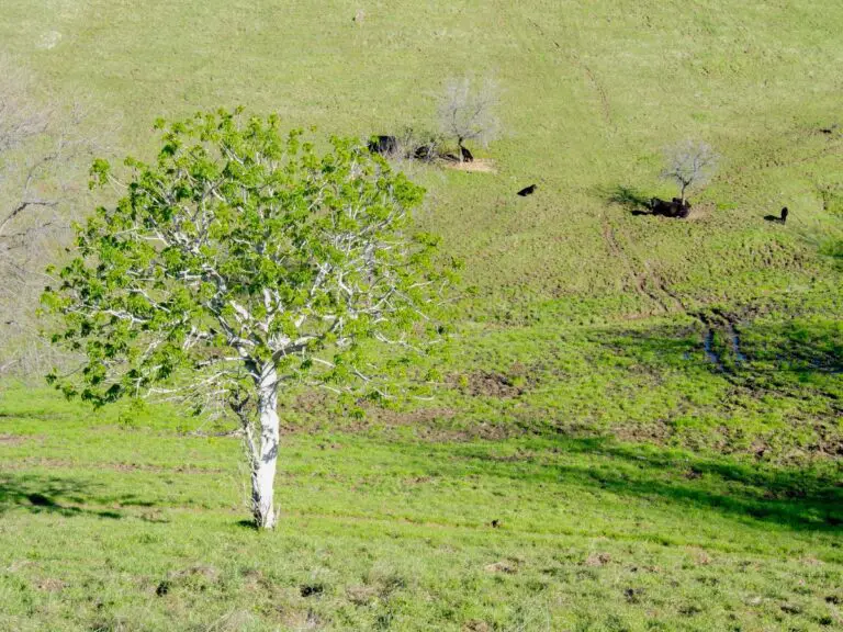 Types of California Trees (Complete Guide) - 2025