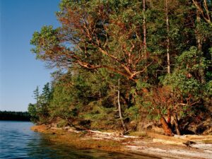 Types of California Trees (Complete Guide) - 2025