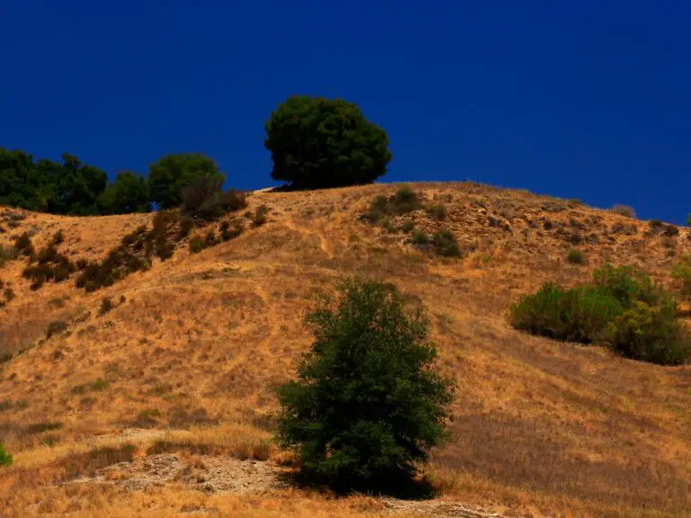 Types of California Trees (Complete Guide) - 2025