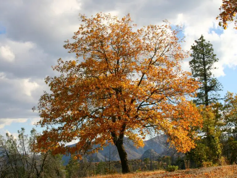 Types of California Trees (Complete Guide) - 2025