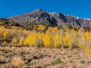 Types of California Trees (Complete Guide) - 2025