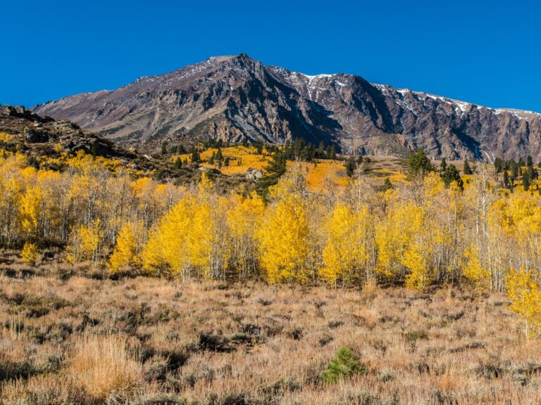 Types of California Trees (Complete Guide) - 2025