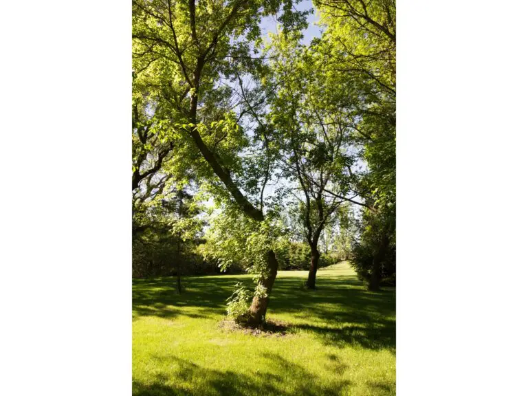 Types of California Trees (Complete Guide) - 2025